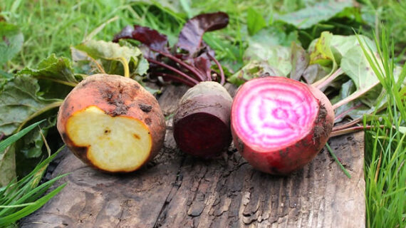 12 Benefícios da Beterraba para o Organismo, Beleza e (Bem-Estar ...