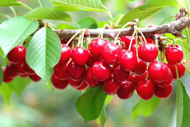 Os 8 Benefícios da Cereja: Um Guia Completo Sobre a Fruta » Suplementos ...