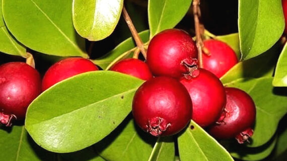 8 Benefícios do Araçá e Suas Propriedades Nutricionais » Tudo sobre ...