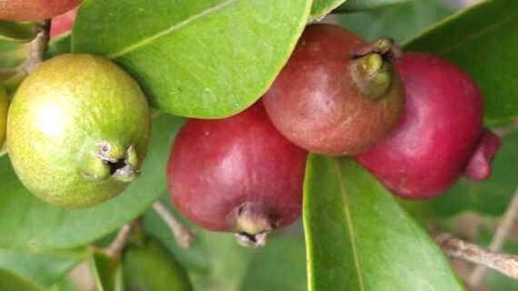 8 Benefícios do Araçá e Suas Propriedades Nutricionais » Tudo sobre ...