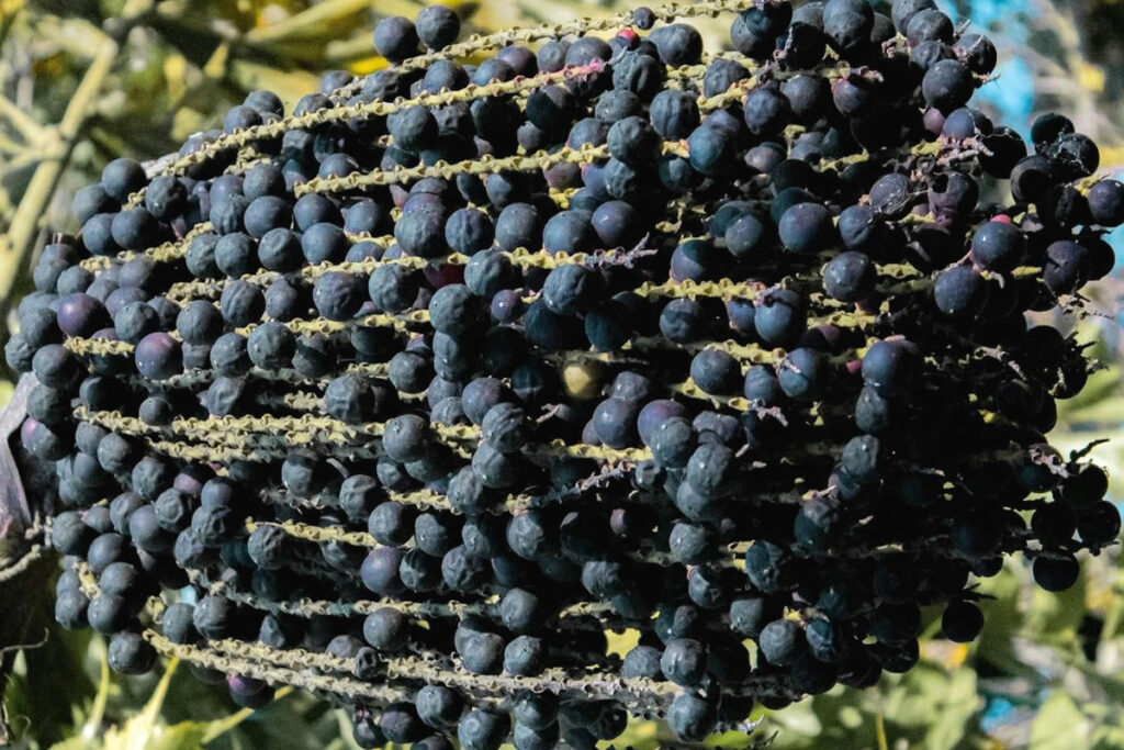13 Benefícios do Açaí para saúde: Saiba mais sobre o fruto » Tudo sobre ...
