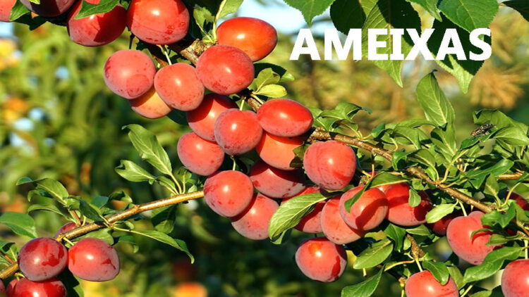 11 Benefícios da Fruta Ameixa: Saiba Para Que Elas Servem ...