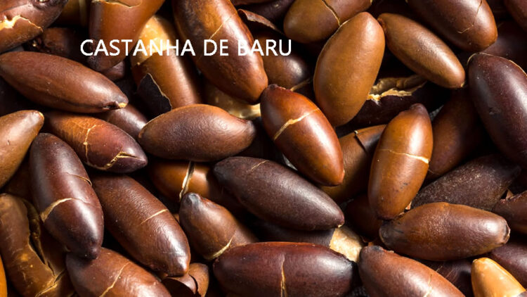 11 Benefícios da Castanha de Baru Para o Bem-estar Geral » Suplementos ...