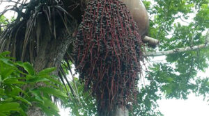 11 Benefícios da Fruta Bacaba: para manter o corpo saudável » Tudo ...