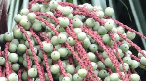 11 Benefícios da Fruta Bacaba: para manter o corpo saudável » Tudo ...