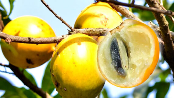 Os 10 Benefícios da Fruta Abiu: Descubra para que serve? » Tudo sobre ...