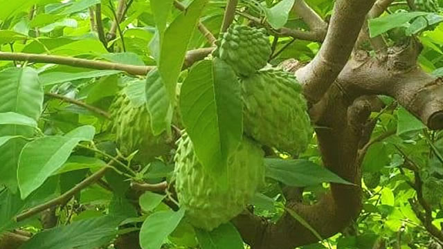 Os 10 Benefícios da Atemoia e Suas Propriedades Naturais » Tudo sobre ...