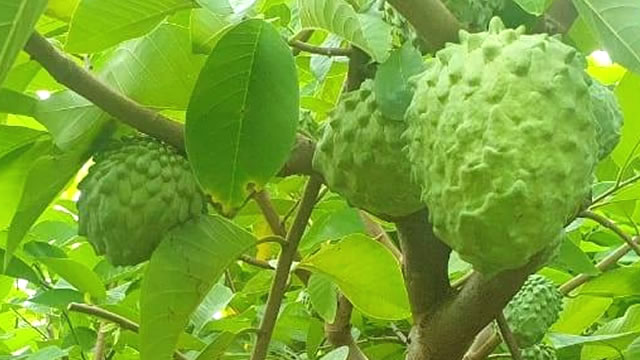 Os 10 Benefícios da Atemoia e Suas Propriedades Naturais » Tudo sobre ...