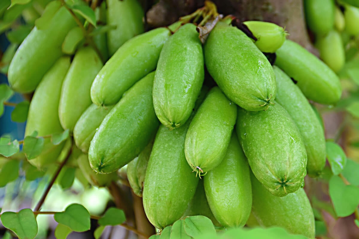 10 Benefícios do Fruto Bilimbi: Mais Receita Deliciosa » Tudo sobre ...