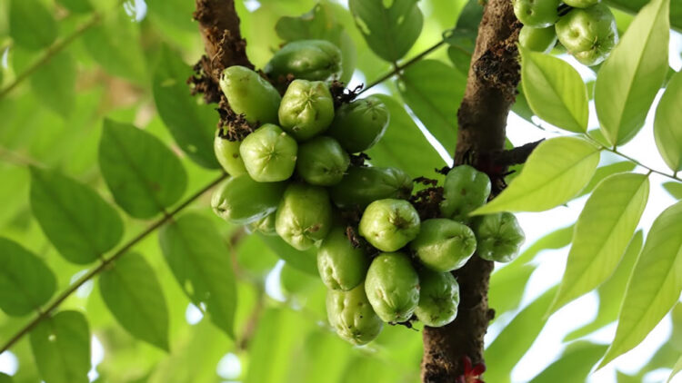 10 Benefícios do Fruto Bilimbi: Mais Receita Deliciosa » Suplementos e ...