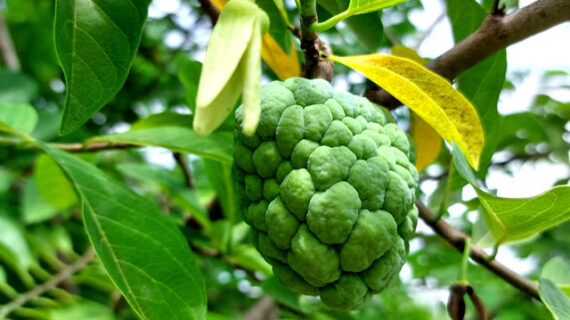 10 Incríveis Benefícios da Fruta do Conde (Pinha) para o Bem-estar ...