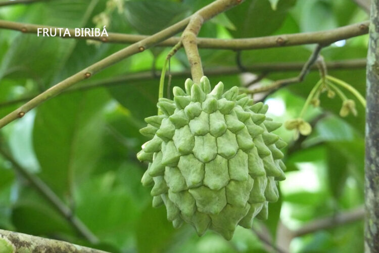 10 Benefícios da Fruta Biribá: para a Saúde e Bem-Estar » Suplementos e ...