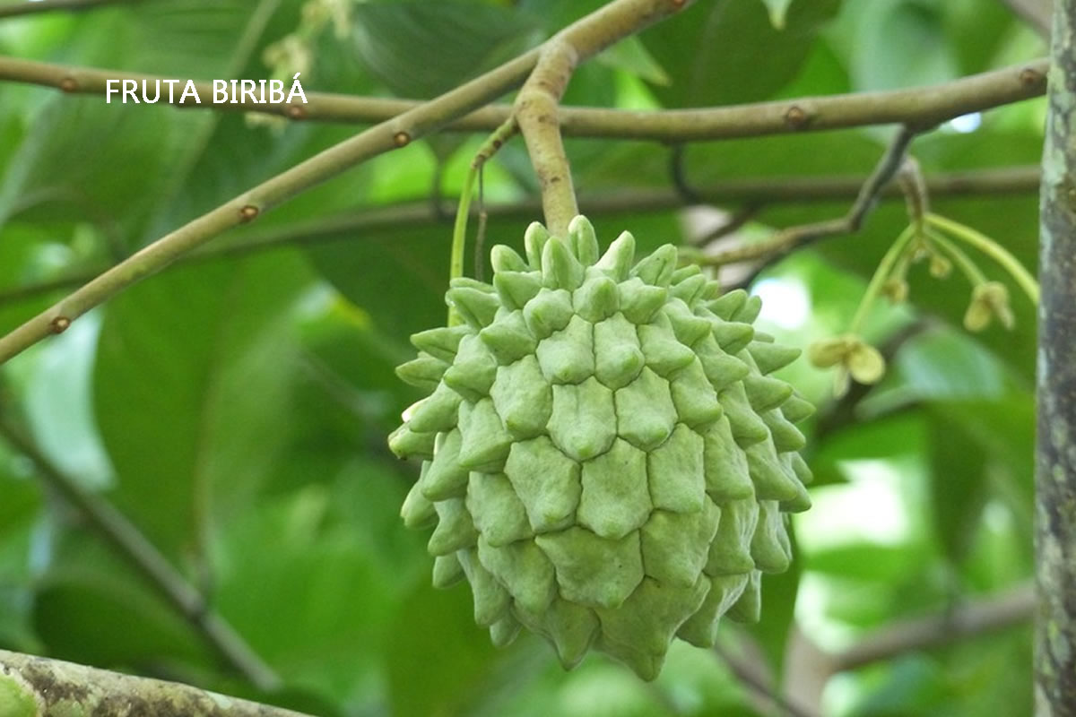 10 Benefícios da Fruta Biribá: para a Saúde e Bem-Estar » Tudo sobre ...