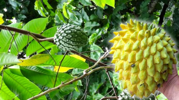 10 Benefícios da Fruta Biribá: para a Saúde e Bem-Estar » Tudo sobre ...