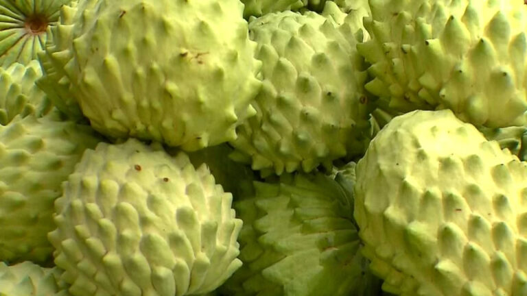 10 Benefícios da Fruta Biribá: para a Saúde e Bem-Estar » Tudo sobre ...