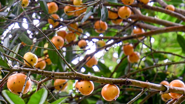 10 Benefícios da Fruta Cambucá: Fruta Cambucá Benefícios » Suplementos ...