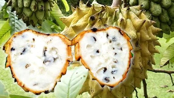 10 Benefícios da Fruta Biribá: para a Saúde e Bem-Estar » Tudo sobre ...