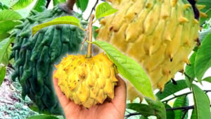 10 Benefícios da Fruta Biribá: para a Saúde e Bem-Estar » Tudo sobre ...