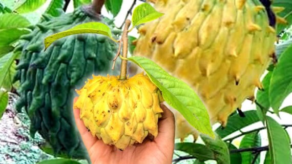 10 Benefícios da Fruta Biribá: para a Saúde e Bem-Estar » Tudo sobre ...