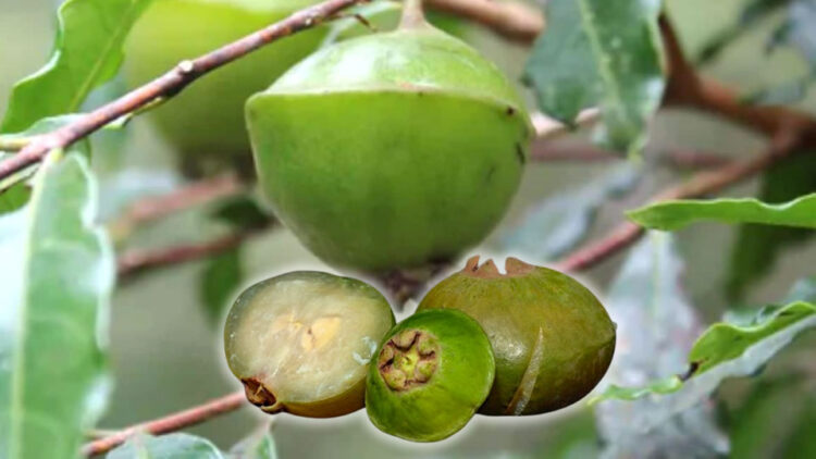 Conheça os 13 Benefícios do Cambuci: Que Talvez não Saiba » Suplementos ...