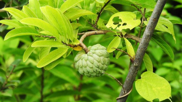 10 Incríveis Benefícios da Fruta do Conde (Pinha) para o Bem-estar ...