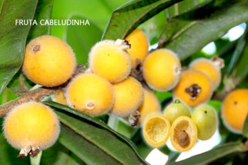 10 Benefícios da Fruta Biribá: para a Saúde e Bem-Estar » Iduna Tauro