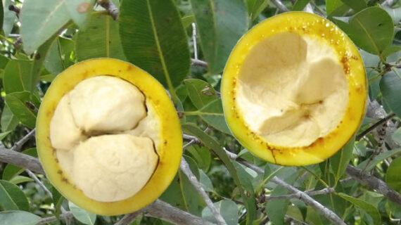 Os 10 Incríveis Benefícios do Bacuri: Com seus efeito antioxidante ...