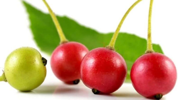 8 Incríveis Benefícios da Fruta Calabura: (Calabura Fruta Benefícios ...