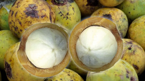 Os 10 Incríveis Benefícios do Bacuri: Com seus efeito antioxidante ...