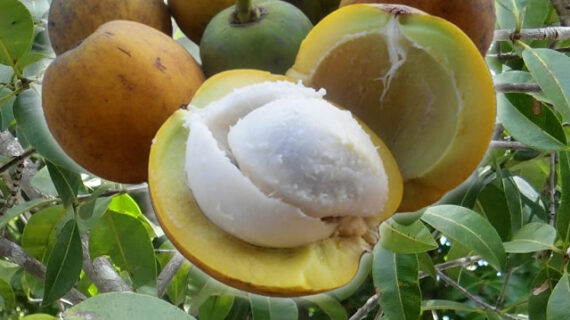 Os 10 Incríveis Benefícios do Bacuri: Com seus efeito antioxidante ...
