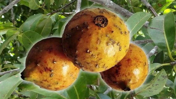 Os 10 Incríveis Benefícios do Bacuri: Com seus efeito antioxidante ...