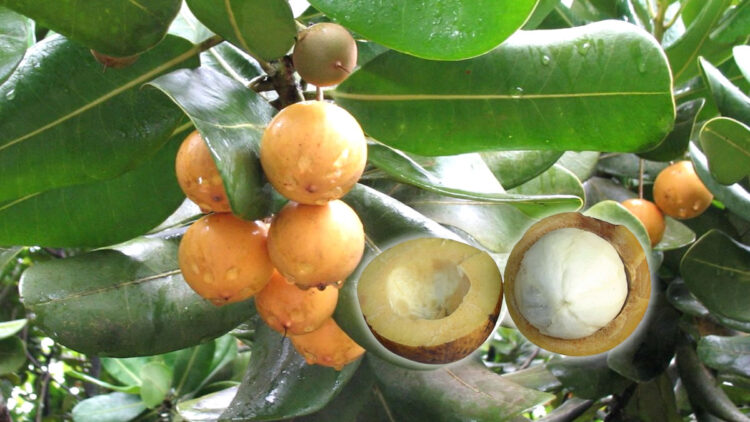 Os 10 Incríveis Benefícios do Bacuri: Com seus efeito antioxidante ...