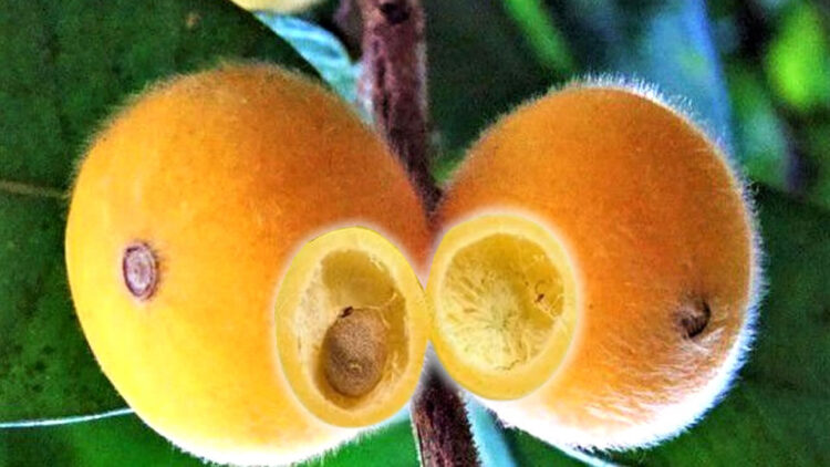 8 Benefícios da Fruta Cabeludinha: (Fruta Exótica Suculenta ...