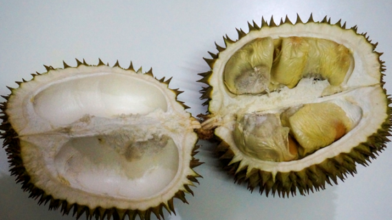 Conheça a Fruta Durião, Durian ou Duriango: (Como é Chamada!) » Tudo ...