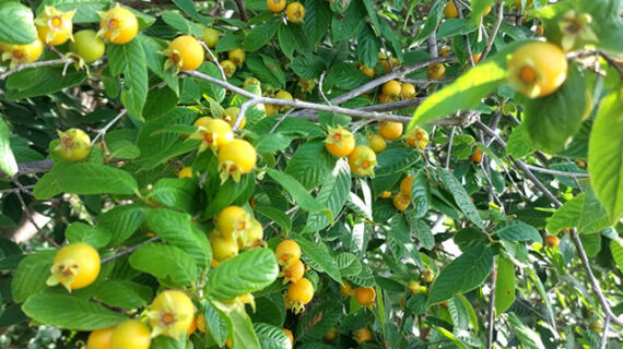 Guabiraba amarela e seus incríveis benefícios: conheça mais! » Tudo ...