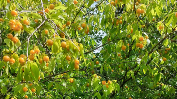 Guabiraba amarela e seus incríveis benefícios: conheça mais! » Tudo ...