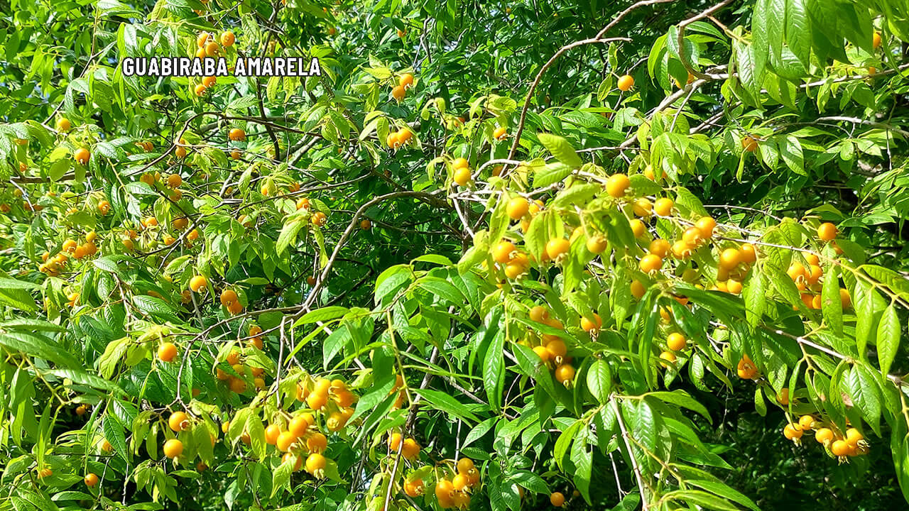 Guabiraba amarela e seus incríveis benefícios: conheça mais! » Tudo ...
