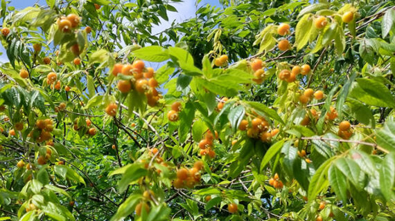 Guabiraba amarela e seus incríveis benefícios: conheça mais! » Tudo ...