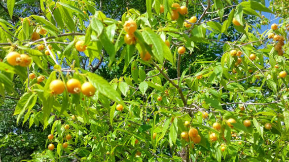 Guabiraba amarela e seus incríveis benefícios: conheça mais! » Tudo ...