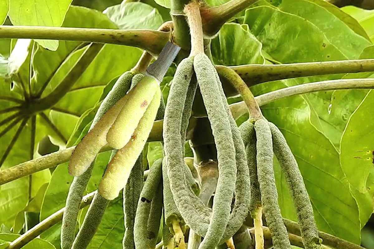 Arquivos Propriedades das Frutas » Iduna Tauro