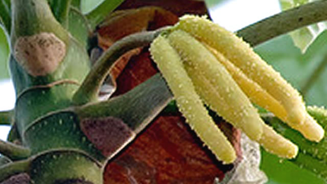 Fruta embaúba: Veja 8 incríveis benefícios para o organismo » Tudo ...