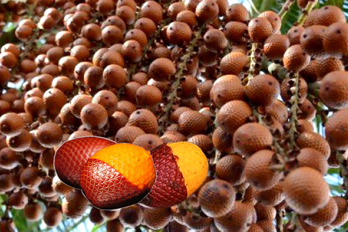 11 Benefícios da Fruta Bacaba: Para Manter o Corpo Saudável » Iduna Tauro