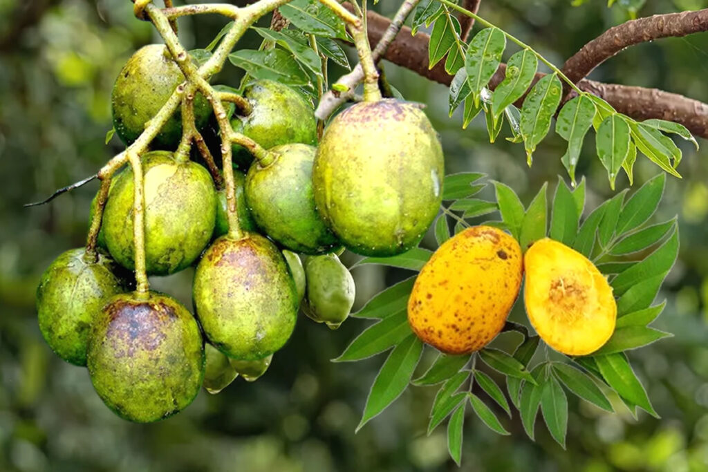 Cajá-manga: Veja 10 benefícios da fruta cajá-manga » Tudo sobre ...