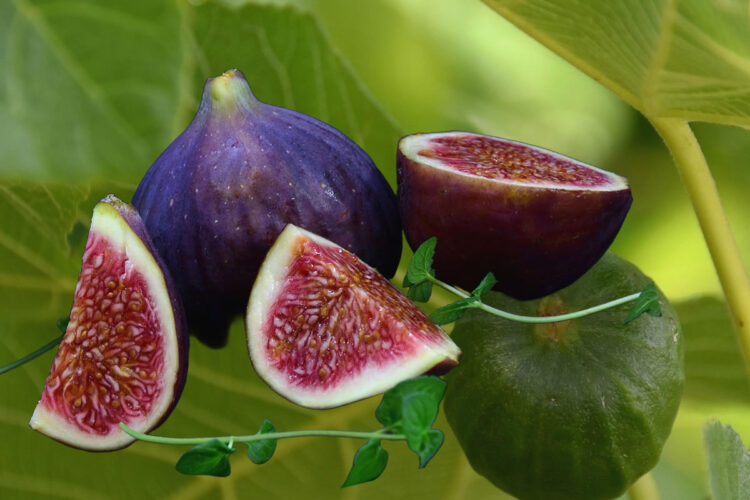 Benefícios do figo: Veja 12 motivos que beneficia seu bem-estar ...