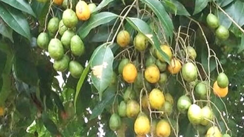 Cajá-manga: Veja 10 benefícios da fruta cajá-manga » Tudo sobre ...