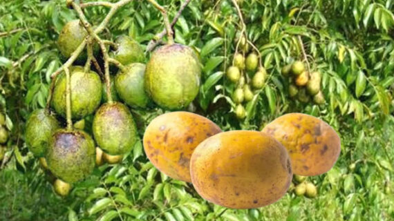 Cajá-manga: Veja 10 benefícios da fruta cajá-manga » Tudo sobre ...