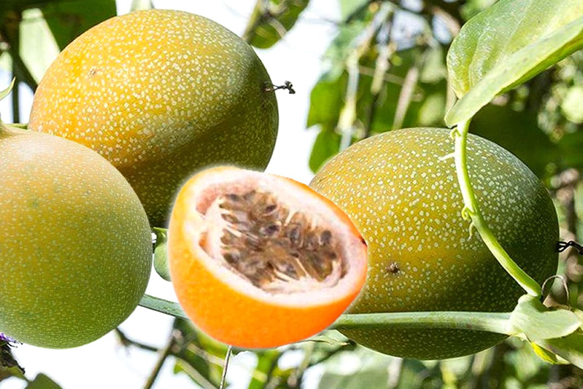 Fruta granadilla: Veja 8 Benefícios da fruta para o organismo » Tudo ...