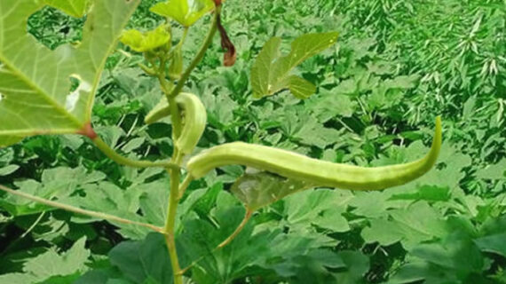 Tipos de quiabo: Conheça 9 Espécies e suas características » Tudo sobre ...