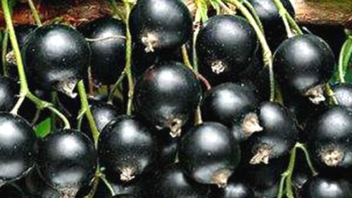 11 Benefícios da groselha negra: Para a pele, artrite e (TPM) » Tudo ...