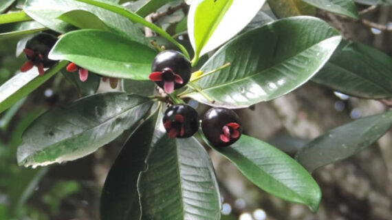 10 Benefícios da fruta grumixama: Rica em tudo e como consumir » Tudo ...